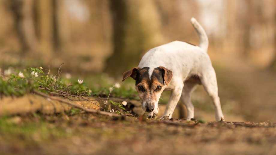 Fünf spannende Hundesportarten