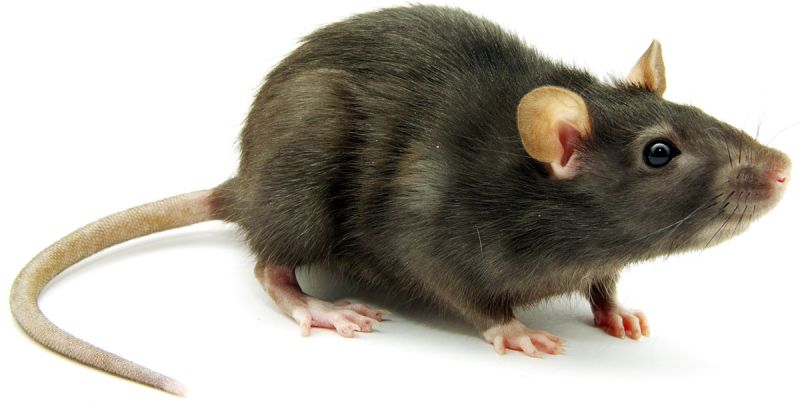 Steckbrief Farbratte