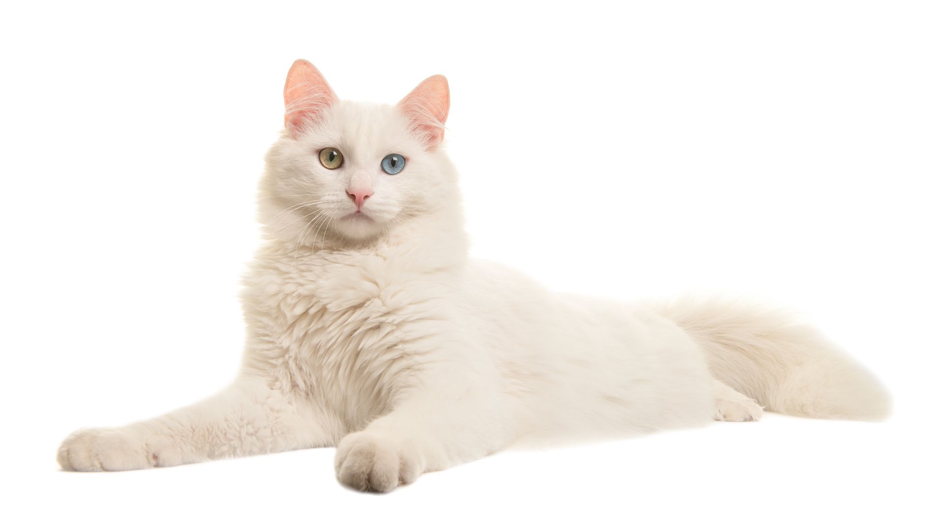 Steckbrief Türkische Van-Katze