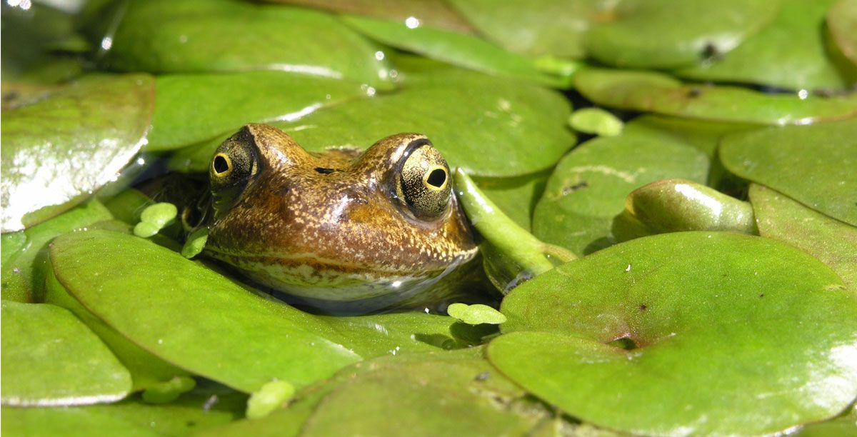 Schwimmpflanzen für den Teich