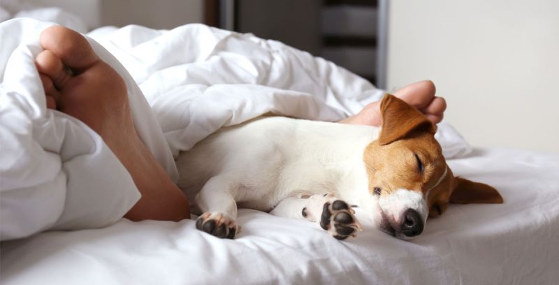 Hund im Bett – ja oder nein?