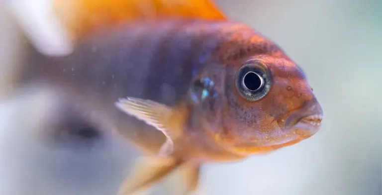 Steckbrief Labidochromis hongi sweden