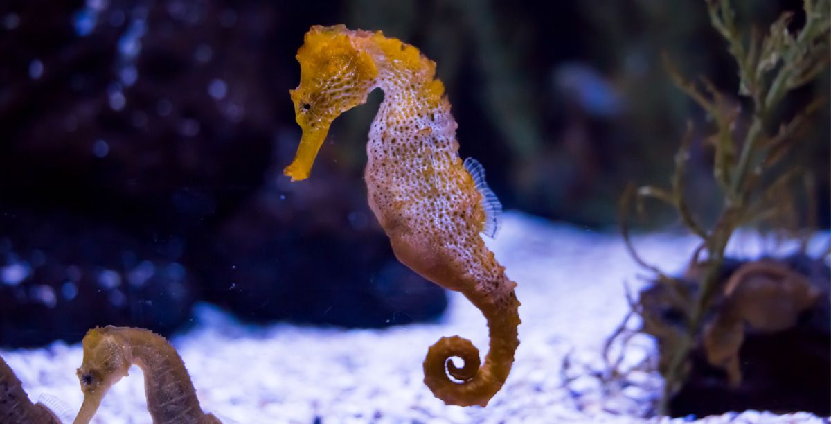 Steckbrief Seepferdchen