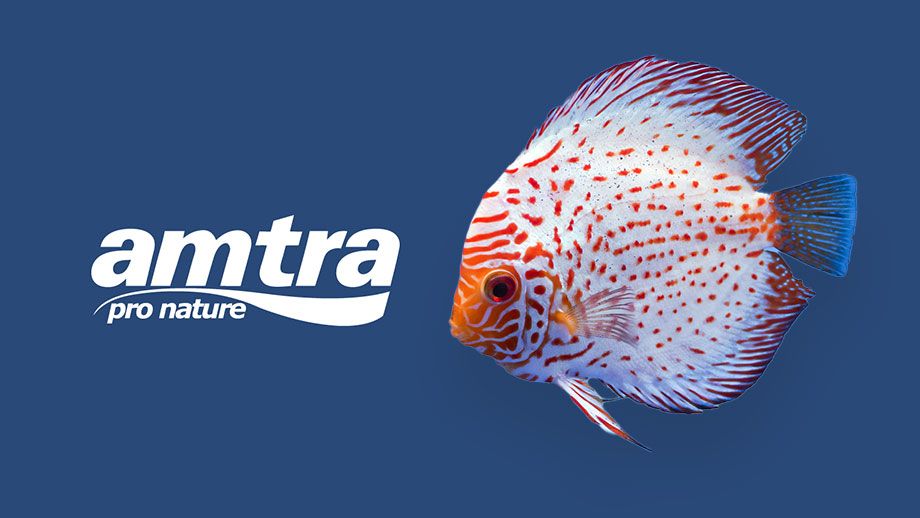 Amtra Clean Procult – für ein gesundes Aquarium